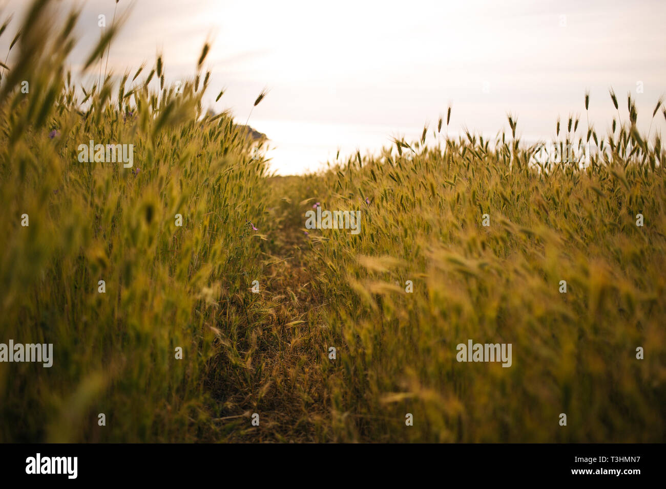 Wheat field landscape with path in the sunset time Stock Photo - Alamy