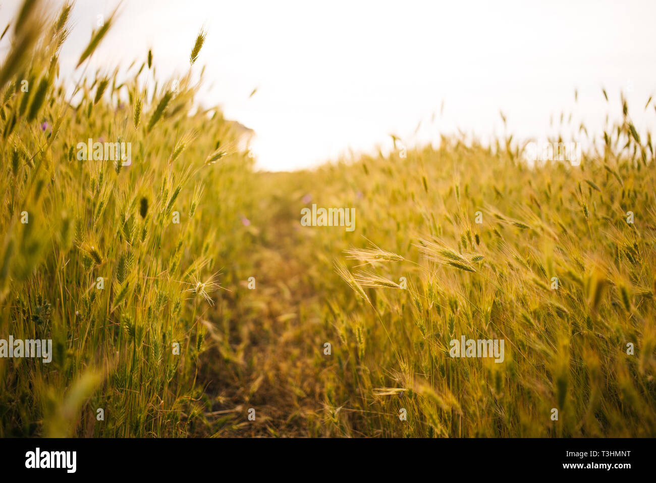 Wheat field landscape with path in the sunset time Stock Photo - Alamy