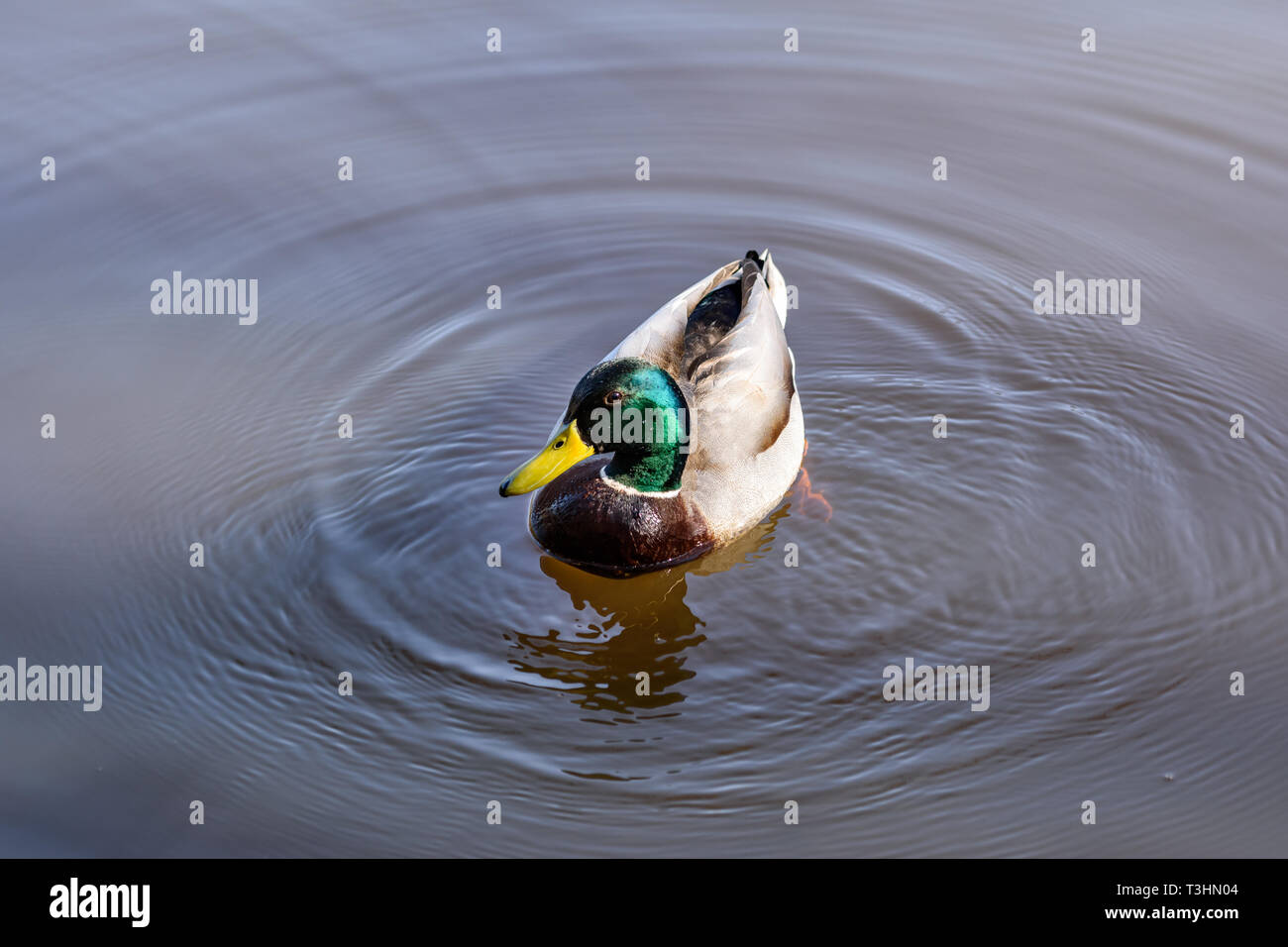just a duck taking a look Stock Photo - Alamy