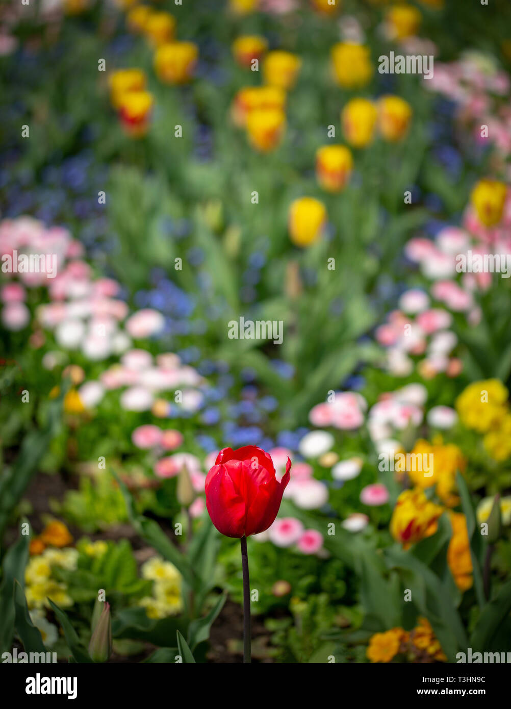 Dare To Be Different Flowers