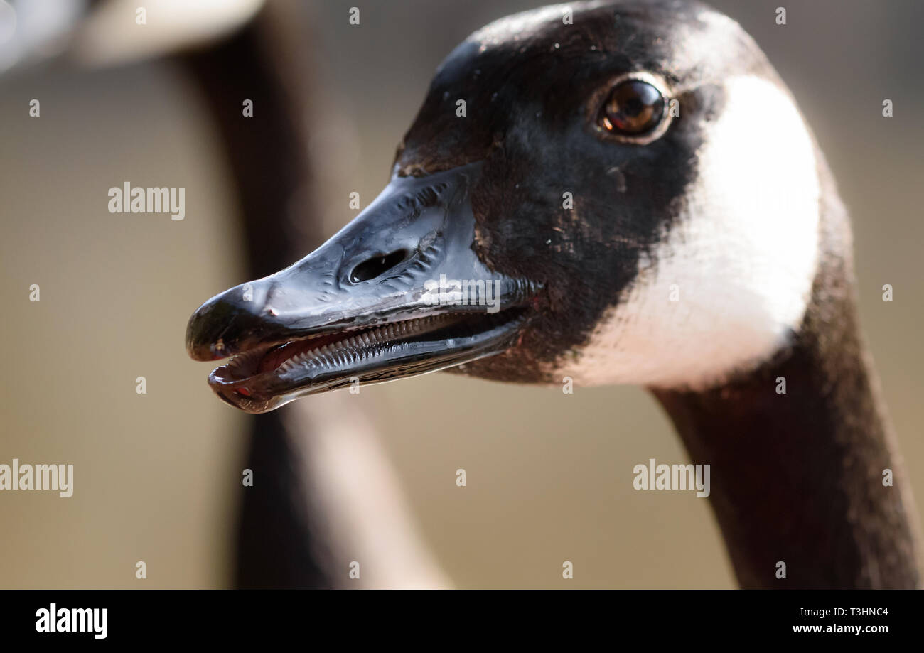 just the head of a Canadian goose Stock Photo - Alamy