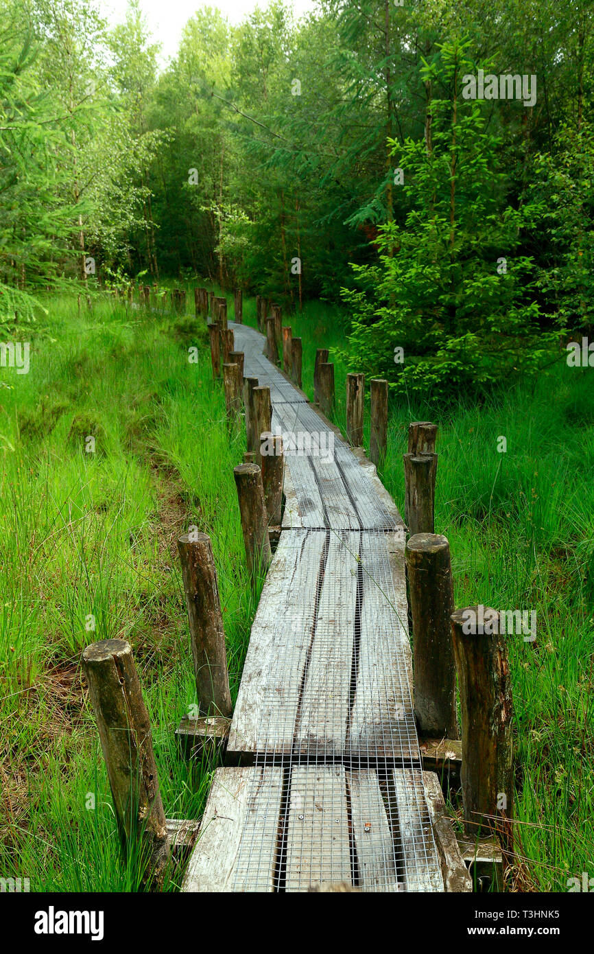 wooden walk path in green forest in summer Stock Photo - Alamy