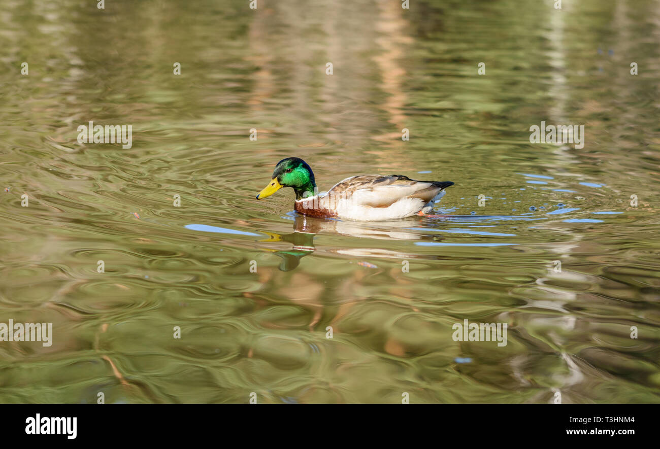 just a duck swimming on a lake with reflections Stock Photo - Alamy