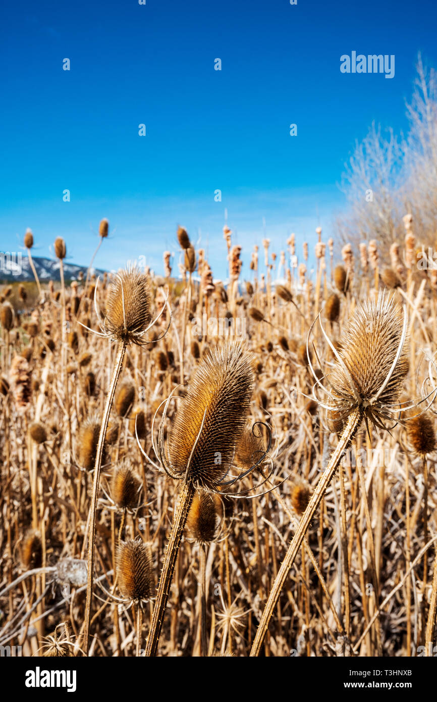 Cattails along the South Arkansas River; Vandaveer Ranch; Salida ...