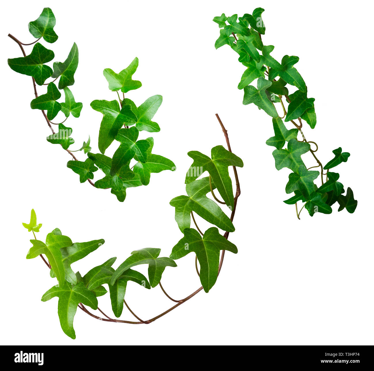 Three ivy stems isolated on white background Stock Photo - Alamy