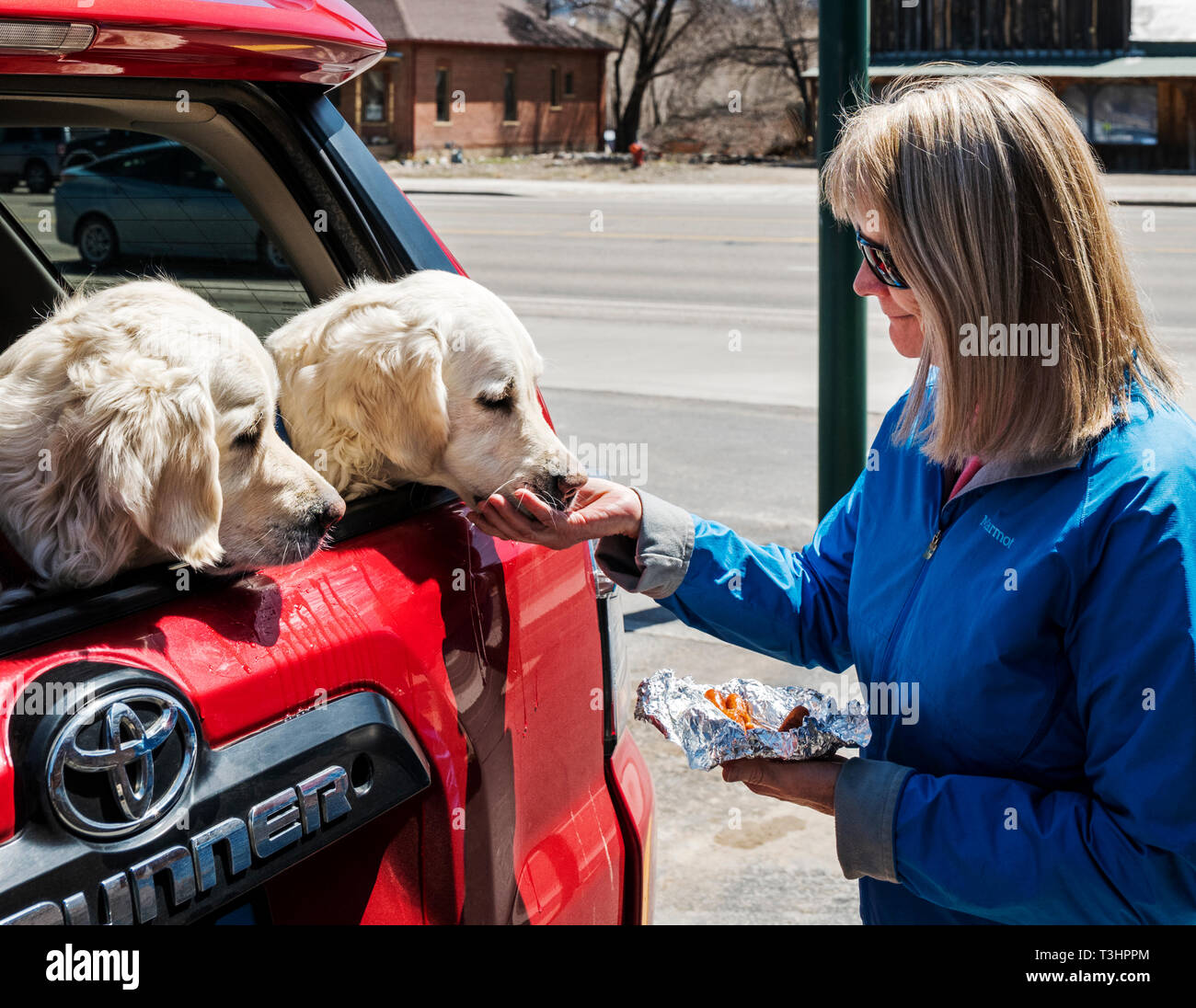 Woman feeds golden retriever hi-res stock photography and images - Alamy