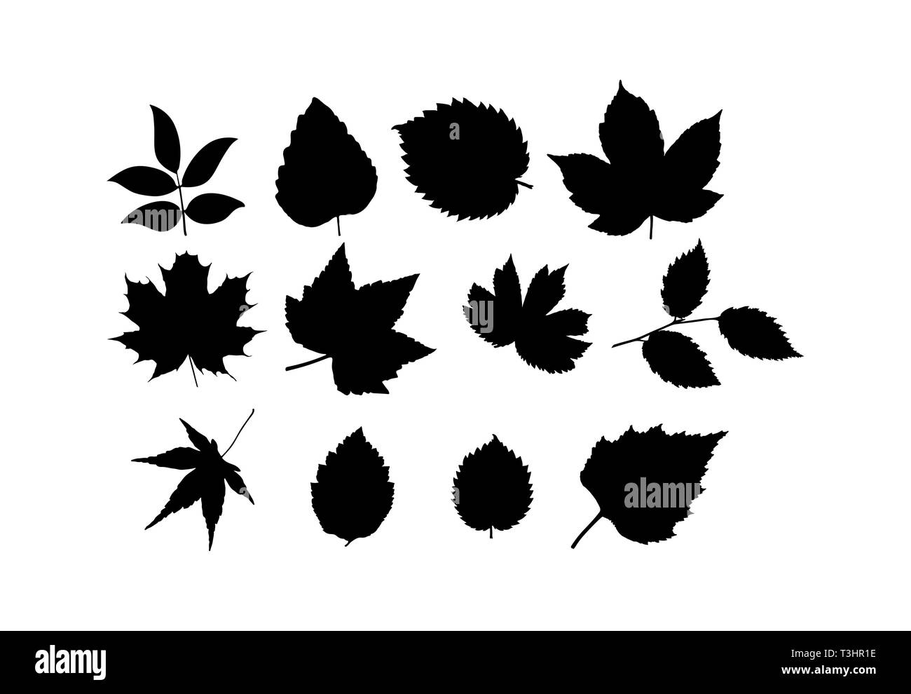 Wild growing plants Cut Out Stock Images & Pictures - Alamy