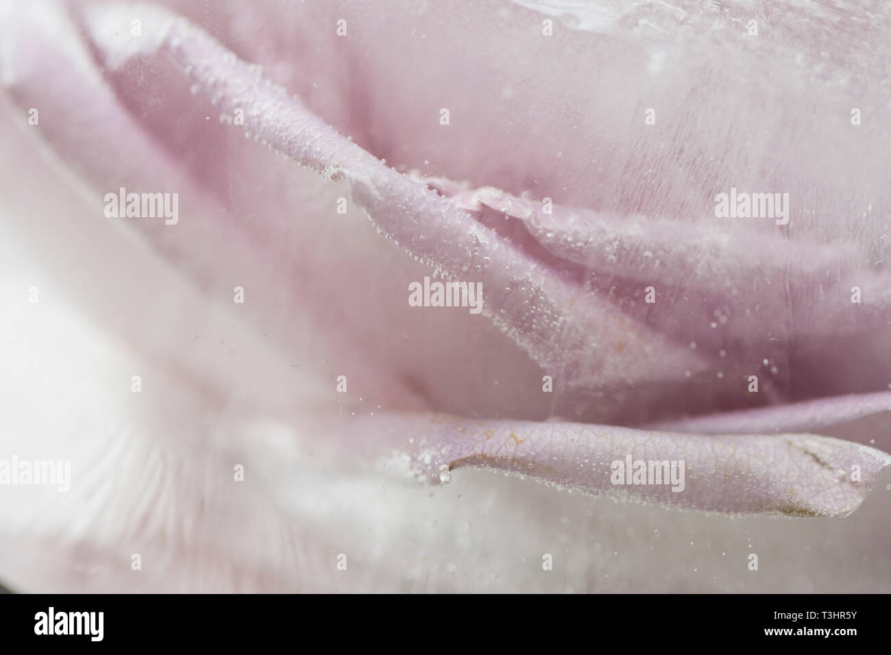 Dusky Pink Rose frozen in clear ice, with air bubbles around the petals ...
