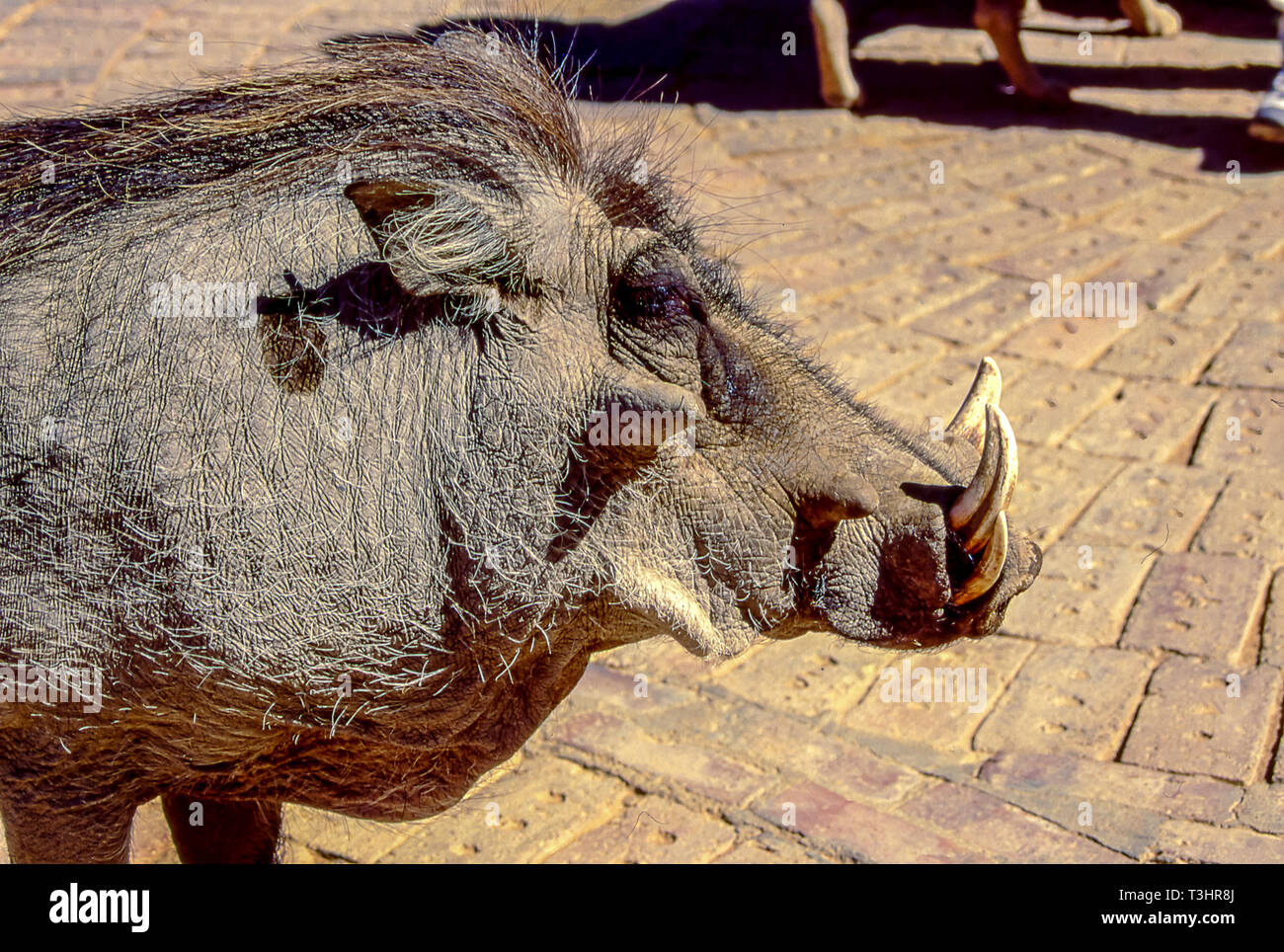 Warthogs and warthog horns hi-res stock photography and images - Alamy