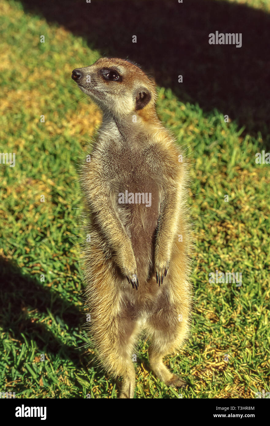 Mongoose solitaire namibia hi-res stock photography and images - Alamy