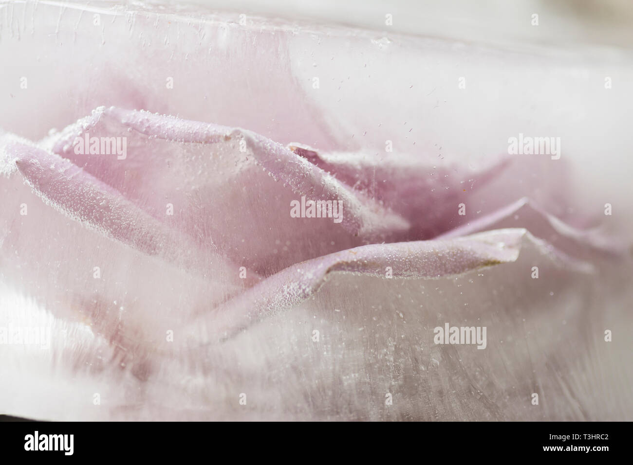 Dusky Pink Rose frozen in clear ice, with air bubbles around the petals ...