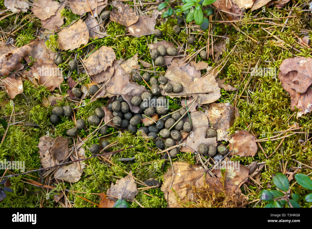 Deer droppings poop also known as feces, stool or scat are usually ...