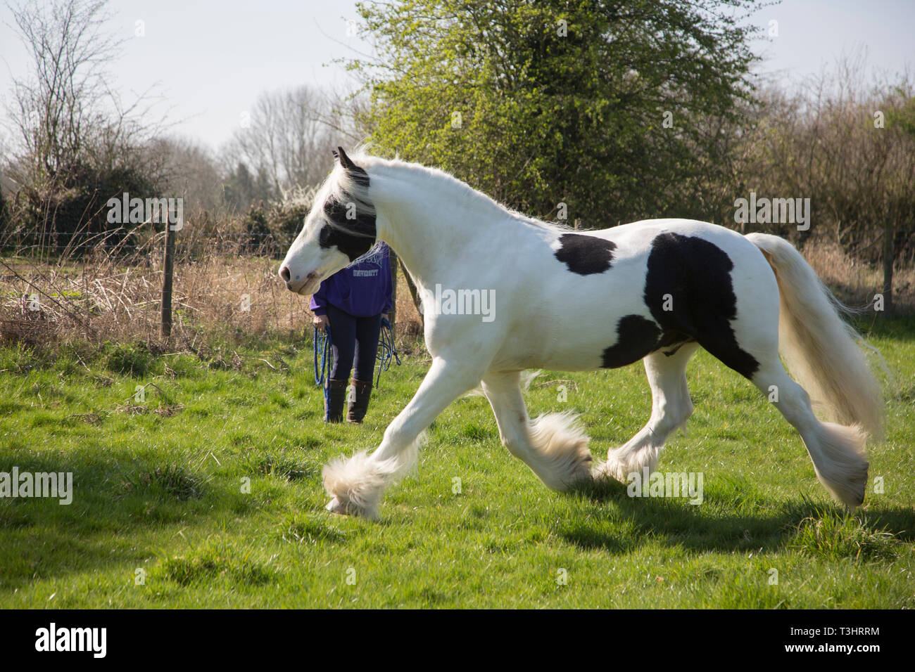 Gypsy cob horse running around in a field on a sunny day, white horse ...
