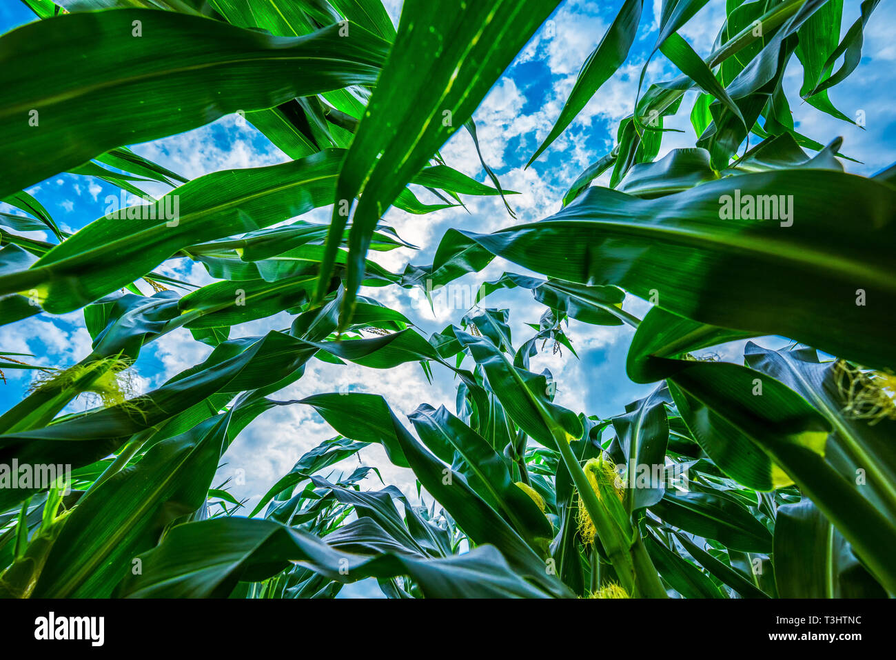 Biomass cultivation hi-res stock photography and images - Alamy