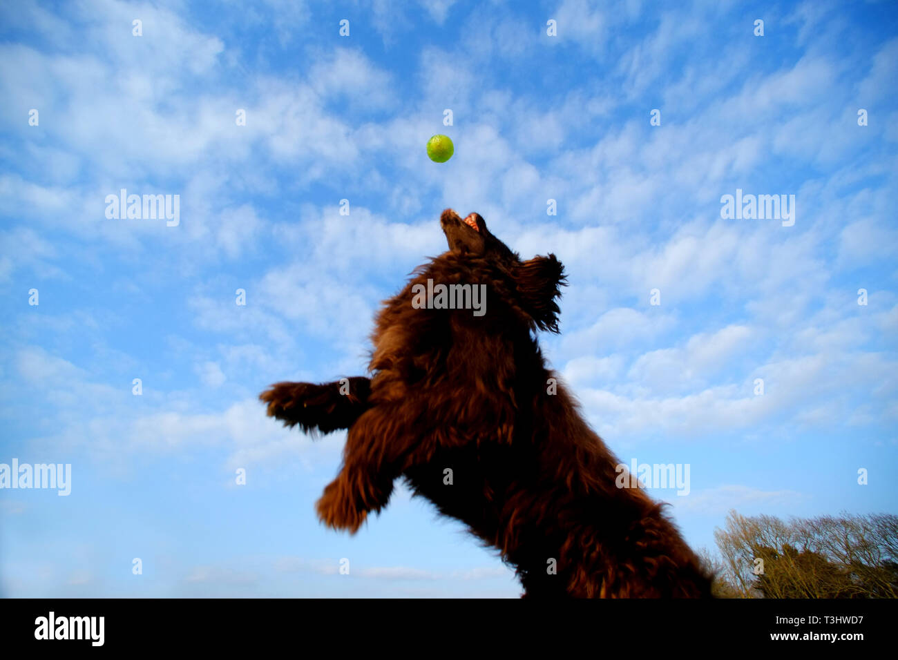 Brown cocker spaniel jumping for a ball Stock Photo - Alamy