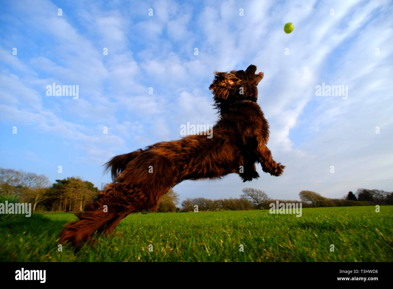 Brown cocker spaniel jumping for a ball Stock Photo - Alamy