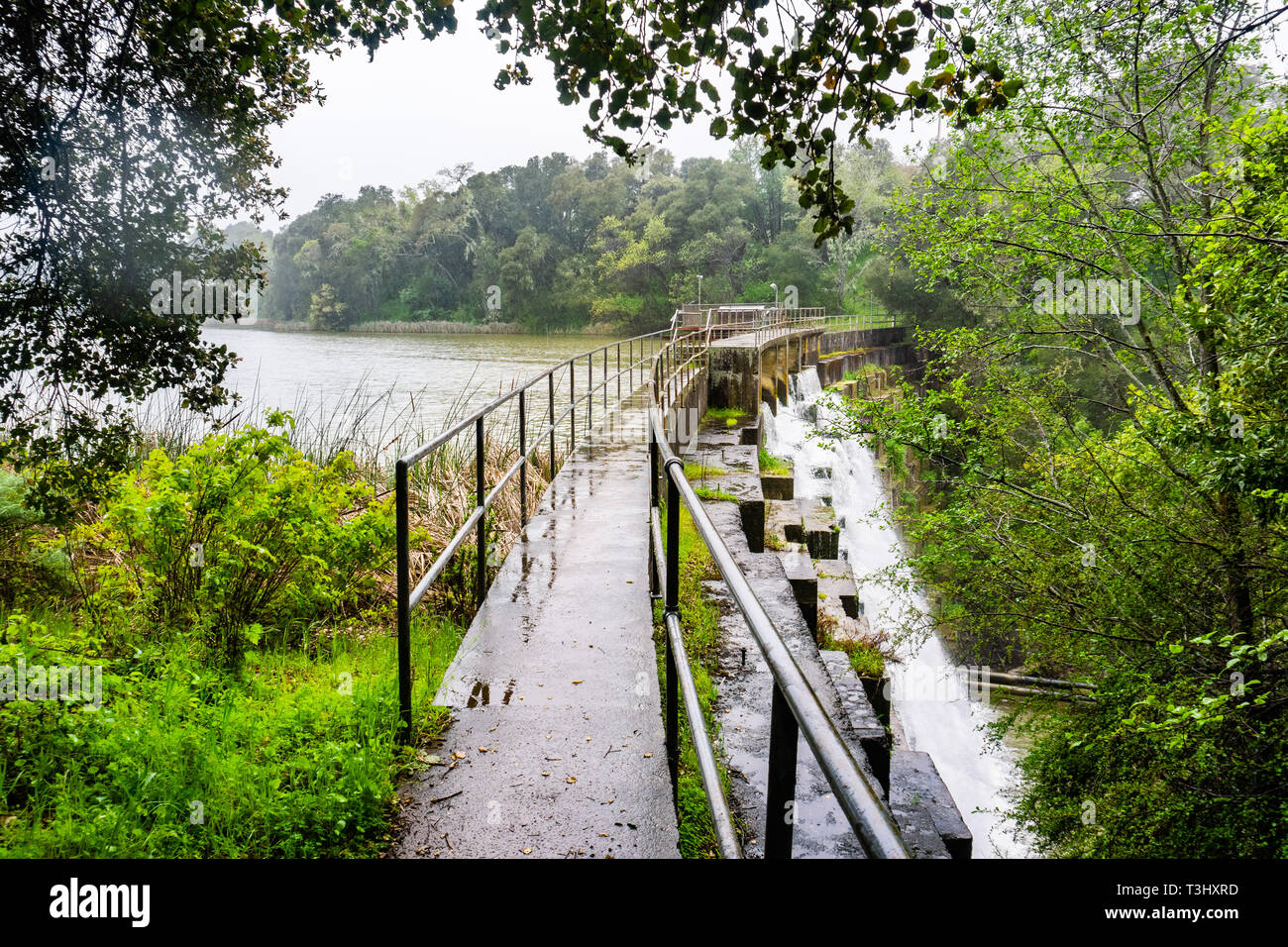 The dam at Searsville Lake located in Jasper Ridge Biological Preserve ...