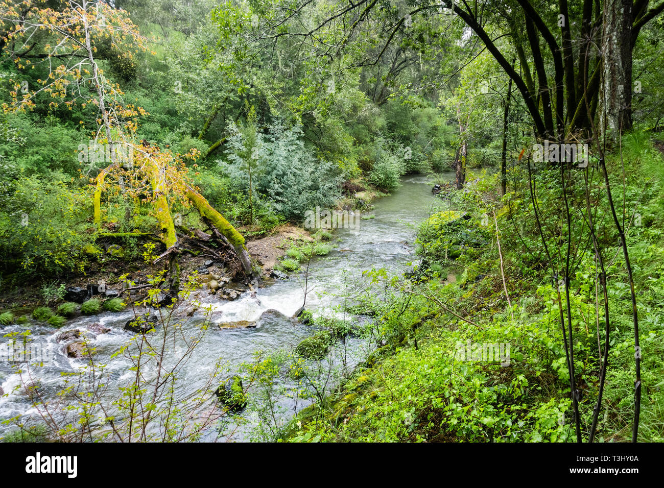 Jasper ridge biological preserve hi-res stock photography and images ...