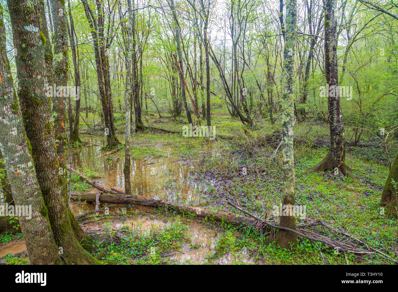 Flooded forest flood hi-res stock photography and images - Alamy