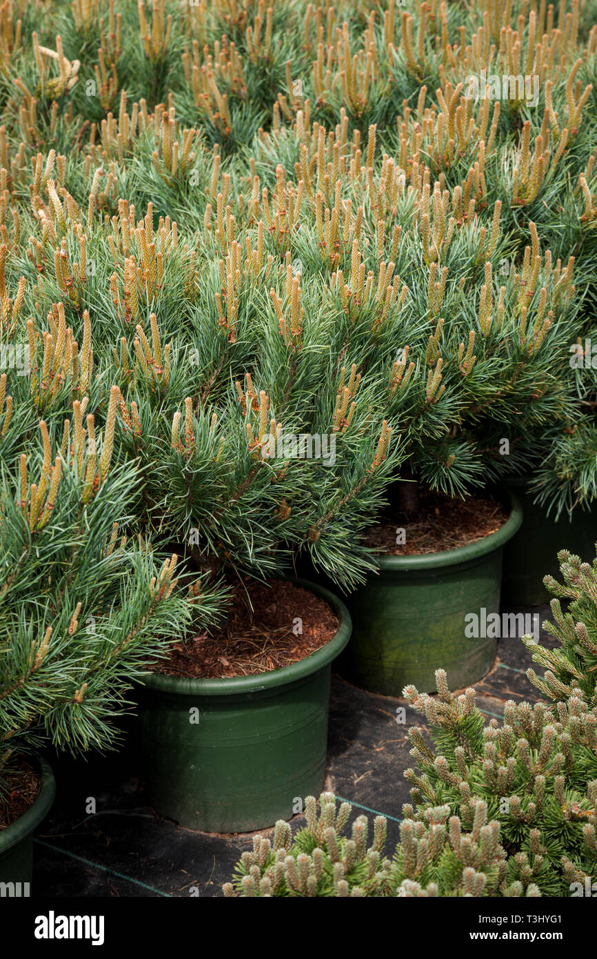 Plastic fir tree hi-res stock photography and images - Alamy