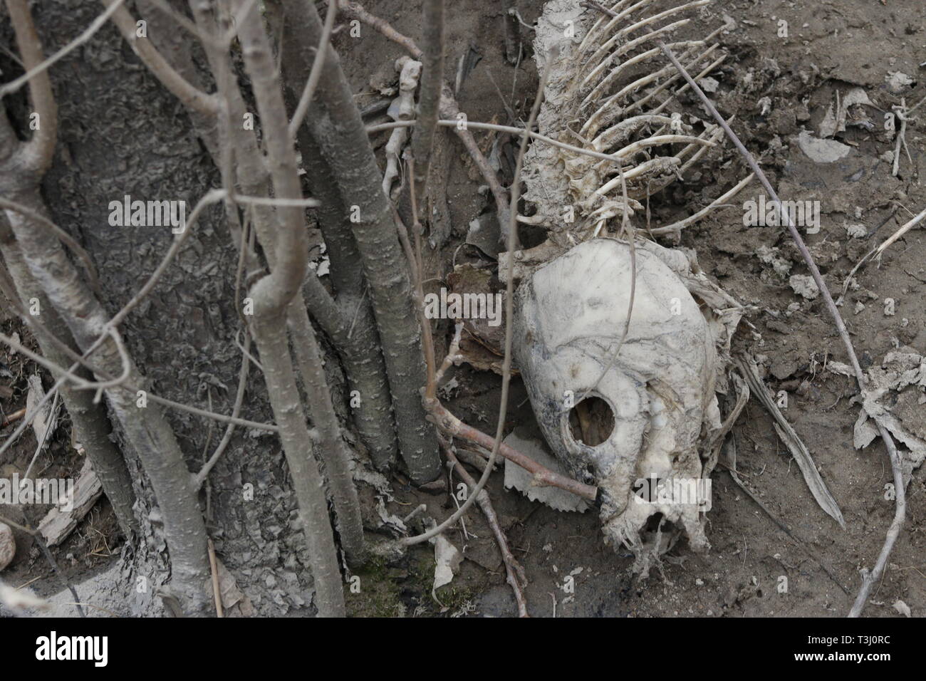 Closeup / Macro of a dead washed up fish, gnawed off to the bone Stock ...