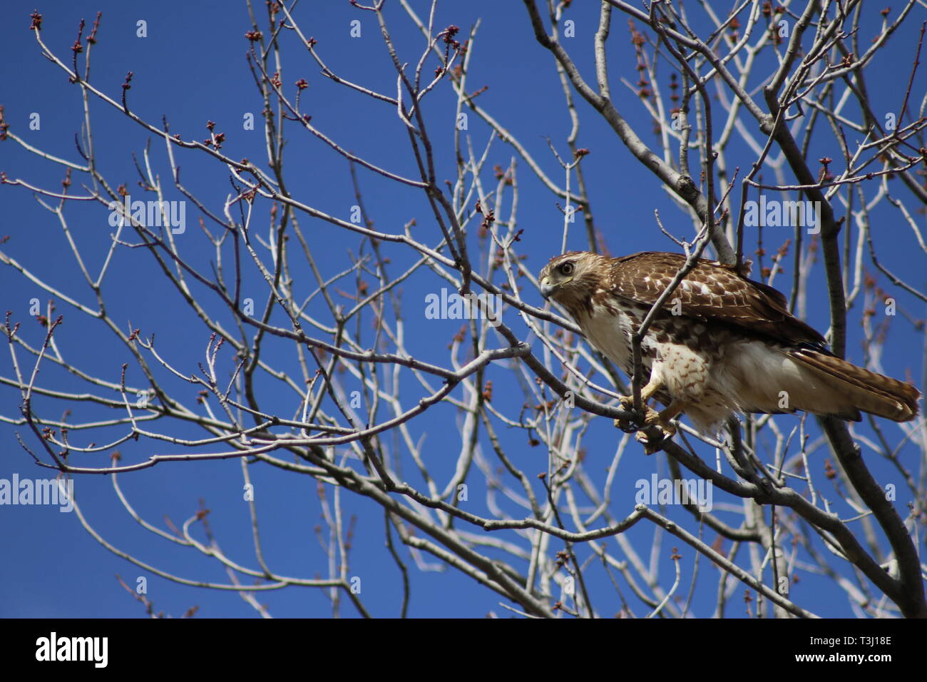 Red Tailed Hawk Perched High Resolution Stock Photography and Images ...