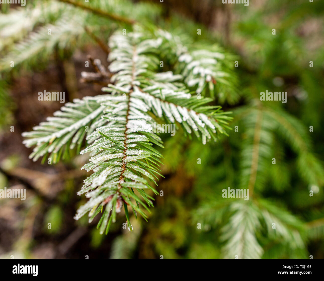 Beautiful field green winter hi-res stock photography and images - Alamy