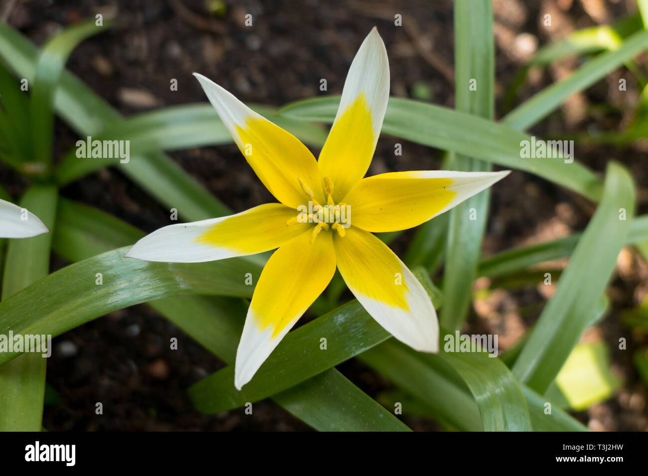 Flower of a hydrangea paniculata aka Pinky-Winky Stock Photo - Alamy