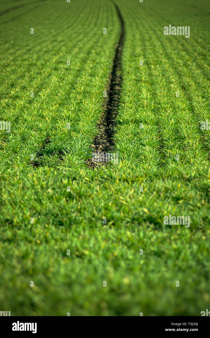 Compressed grass hi-res stock photography and images - Alamy