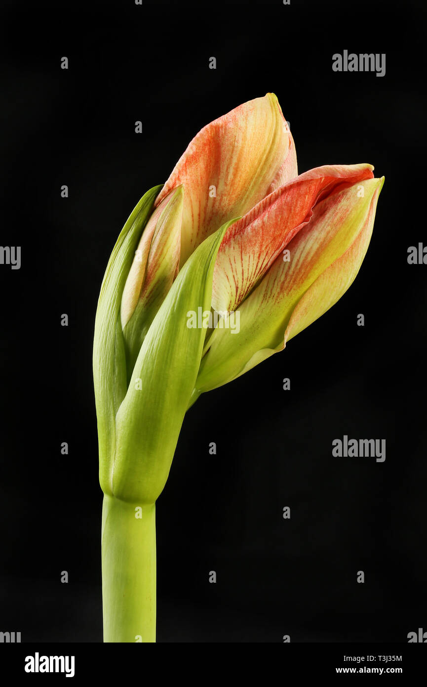 Amaryllis bud hi-res stock photography and images - Alamy