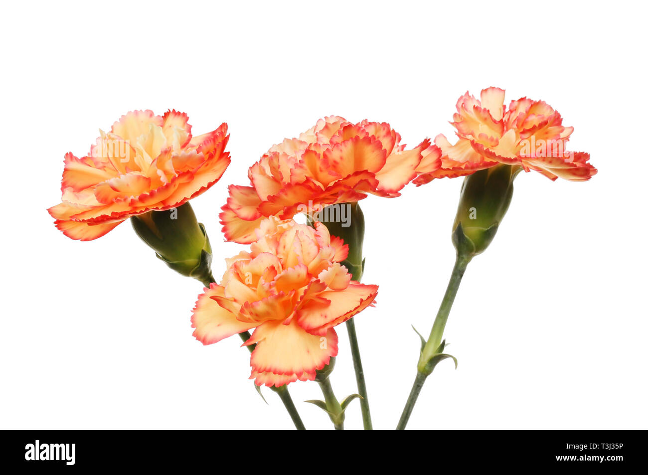 Carnation flowers isolated against white Stock Photo - Alamy