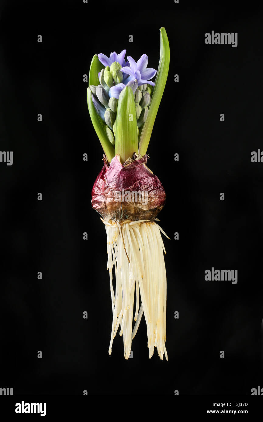 Hyacinth plant, flowers, leaves, bulb and roots isolated against black ...