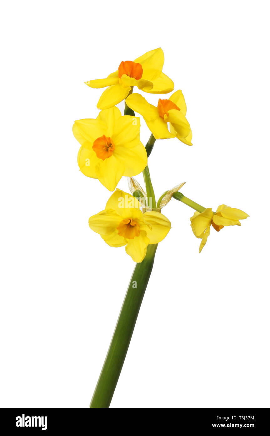 Multi headed narcissus flower isolated against white Stock Photo - Alamy