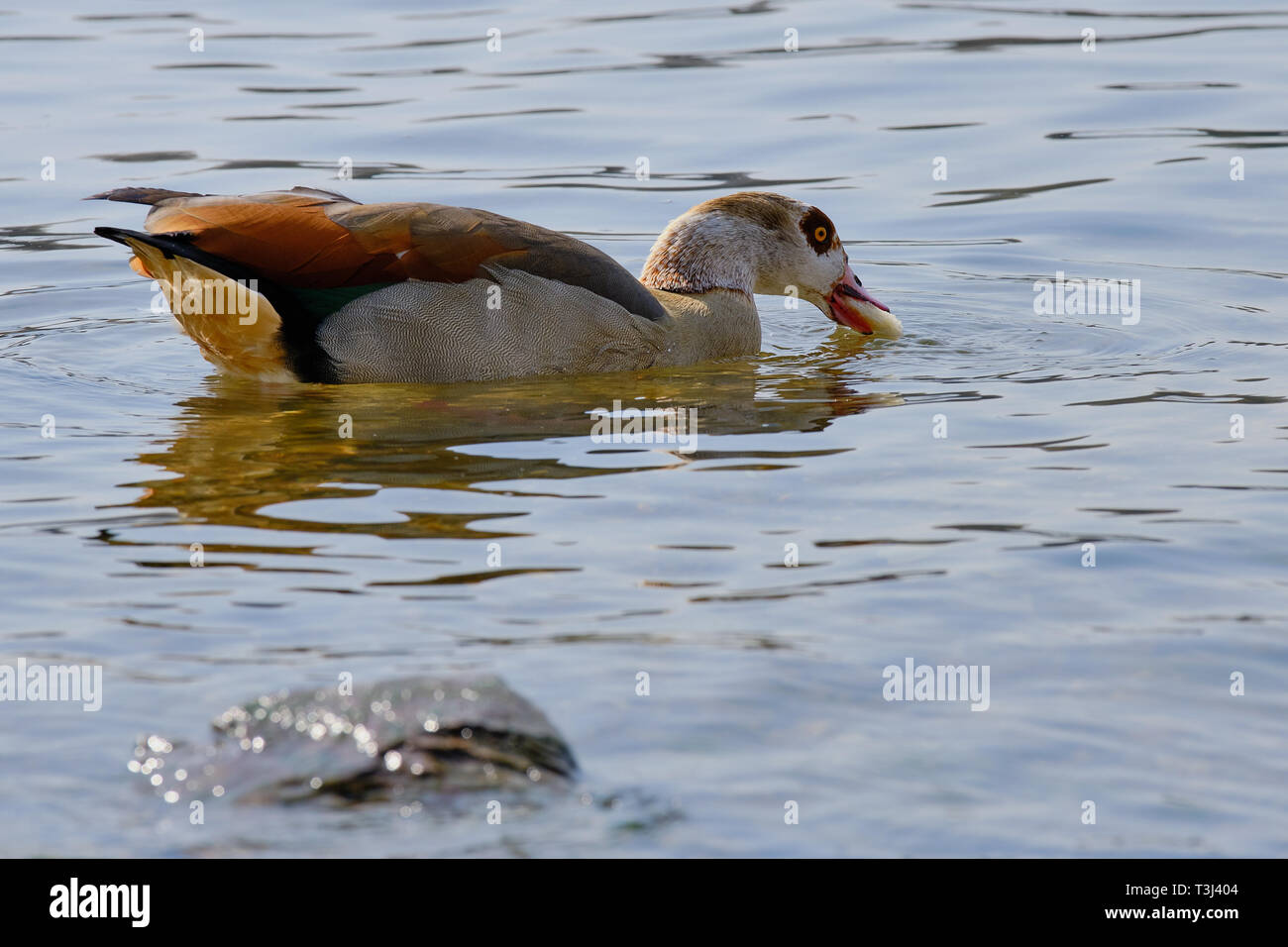 nile goose is eating bread in the river rhine Stock Photo - Alamy