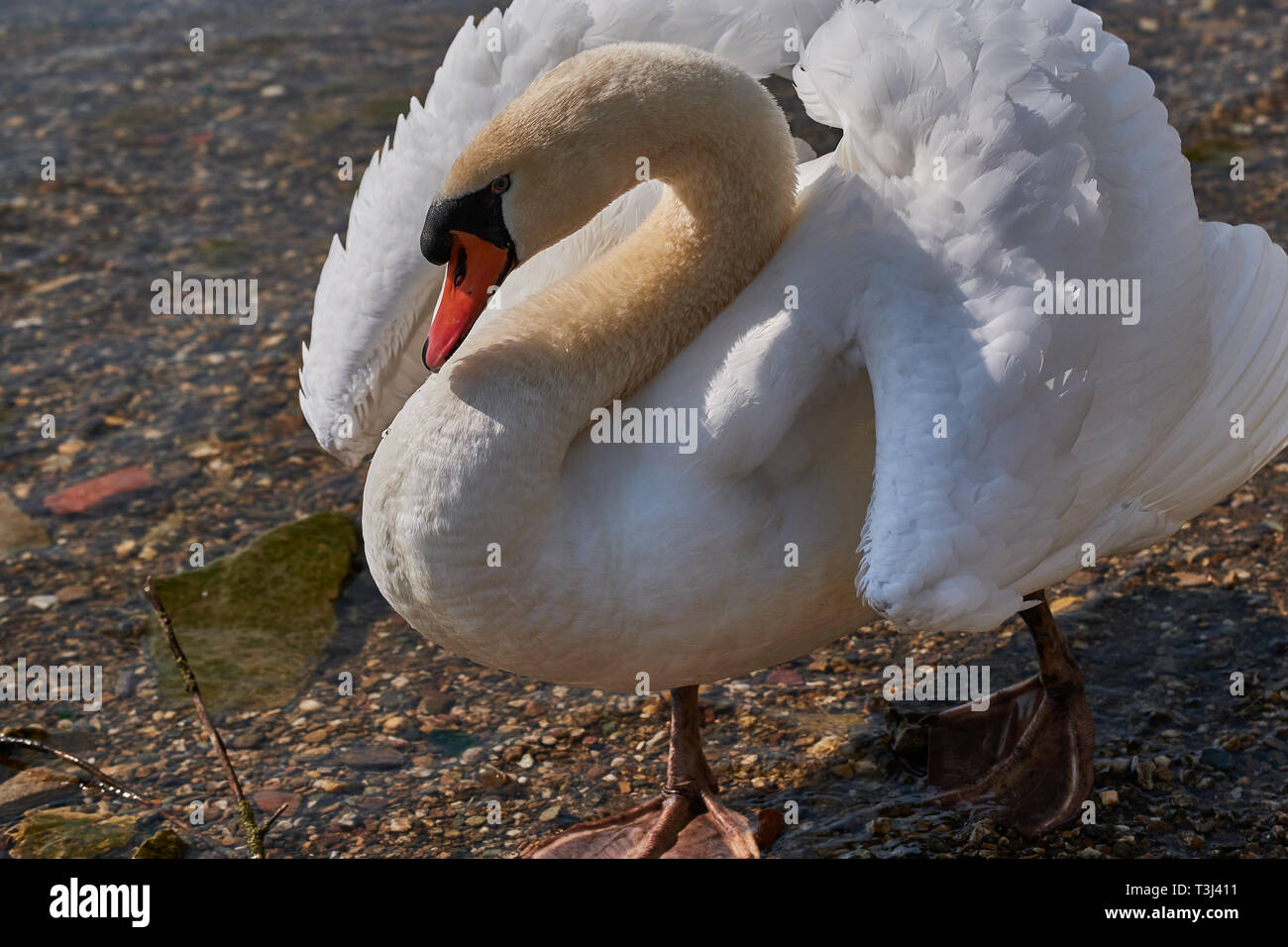 Aggressive position hi-res stock photography and images - Alamy