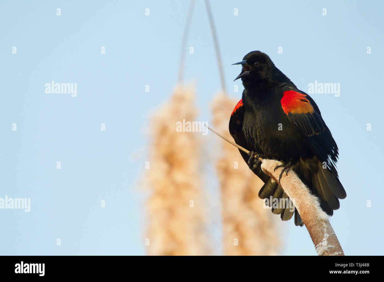 Red-winged Blackbird performing mating display and song on cattails in ...