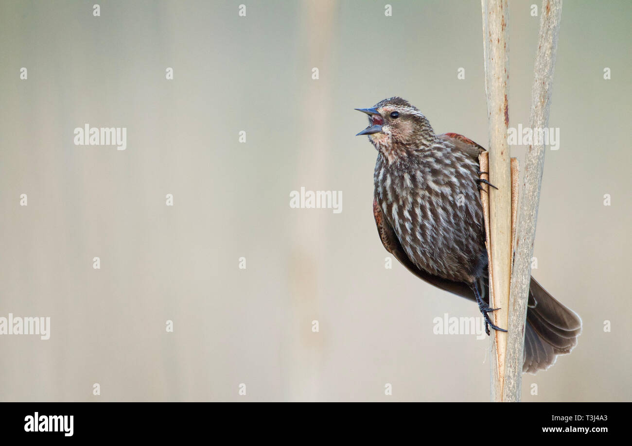 Red-winged Blackbird performing mating display and song on cattails in ...