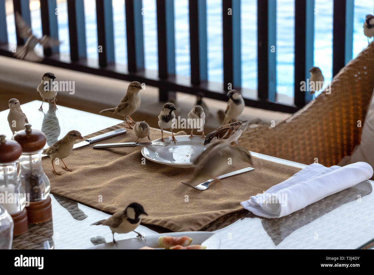A flock of hungry sparrows eating crumbs on table and plates after ...
