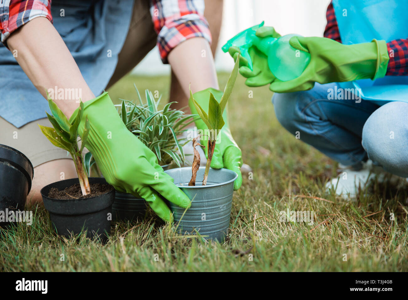hand planting a new plant on pot. gardening activity Stock Photo - Alamy
