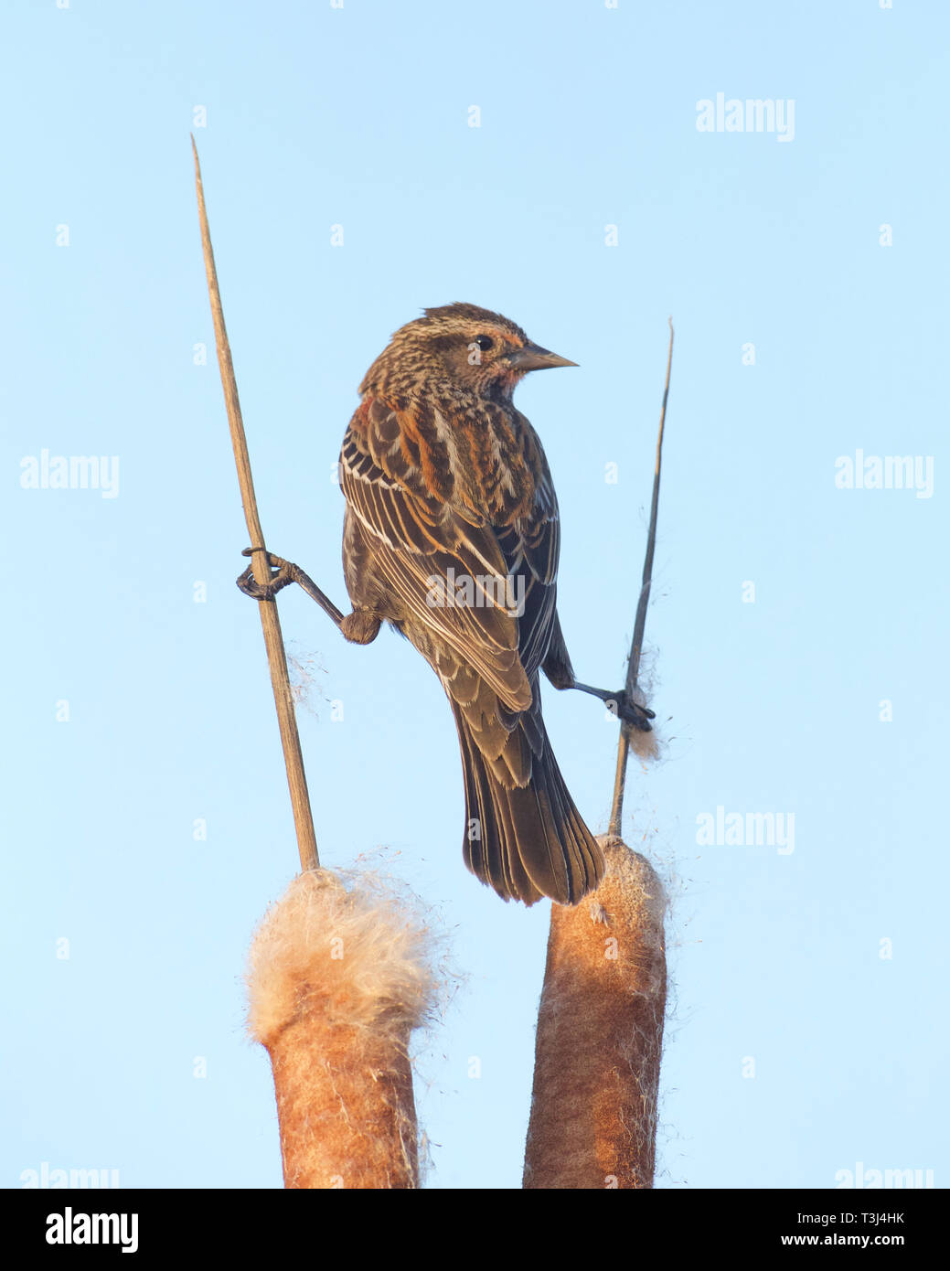 Female of the red wing black bird species hi-res stock photography and ...