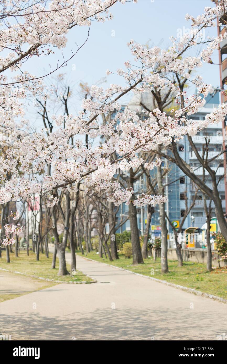 Blossoming cherry trees in a park in Sakai City, Osaka, Japan Stock ...