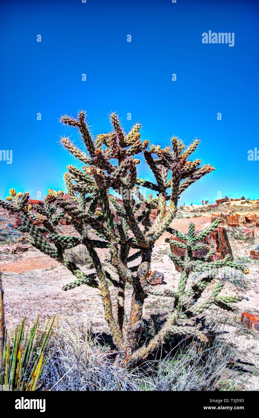 Petrified forest cactus hi-res stock photography and images - Alamy