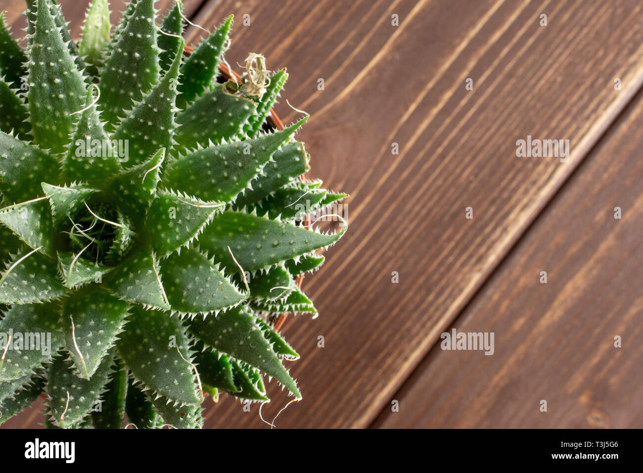 Aristaloe aristata hi-res stock photography and images - Alamy