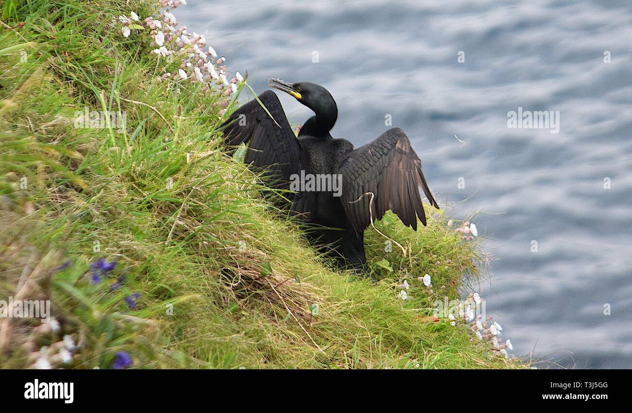Cormorant roost uk hi-res stock photography and images - Alamy
