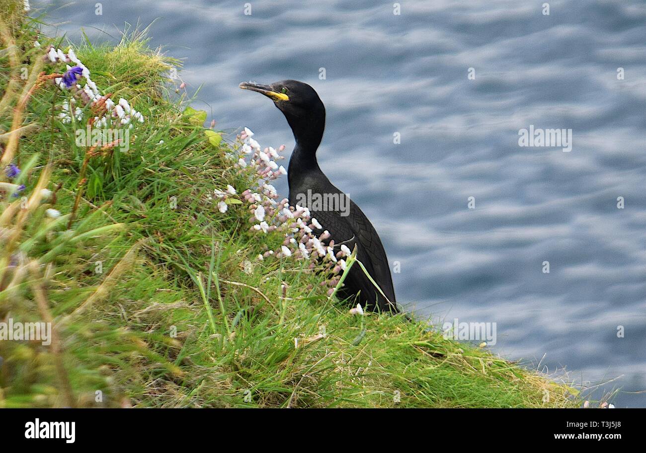 Cormorant droppings uk hi-res stock photography and images - Alamy