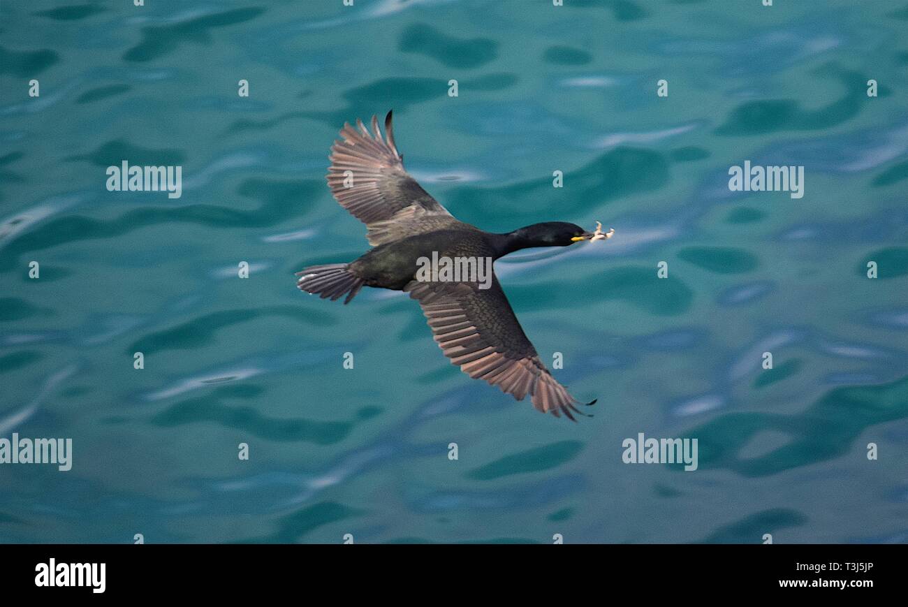 Cormorant roost uk hi-res stock photography and images - Alamy