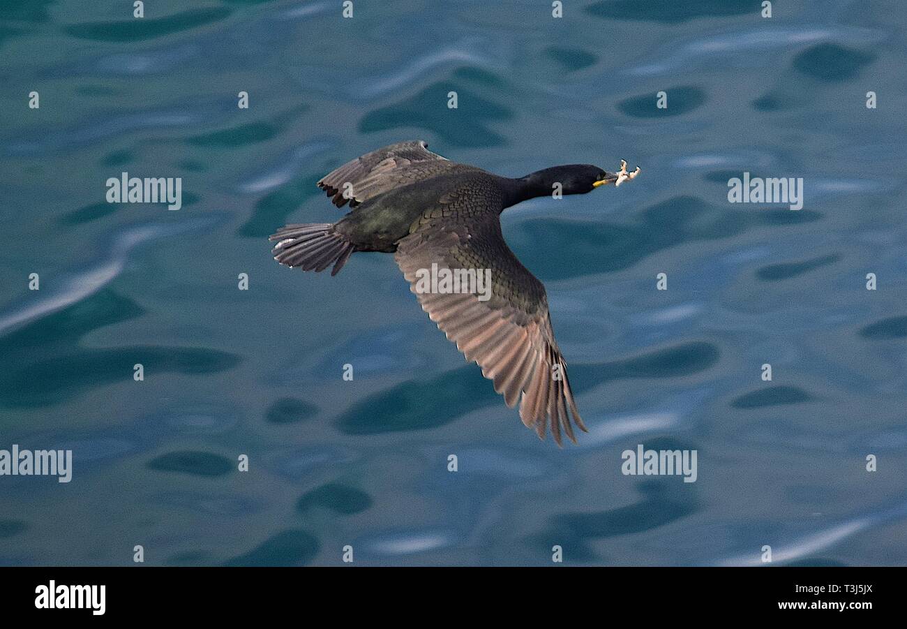 Cormorant droppings uk hi-res stock photography and images - Alamy