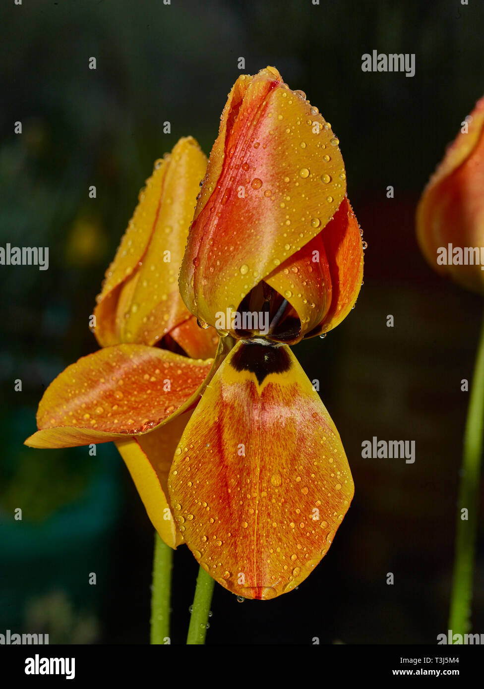 Tulip spring flower nature portrait Stock Photo - Alamy