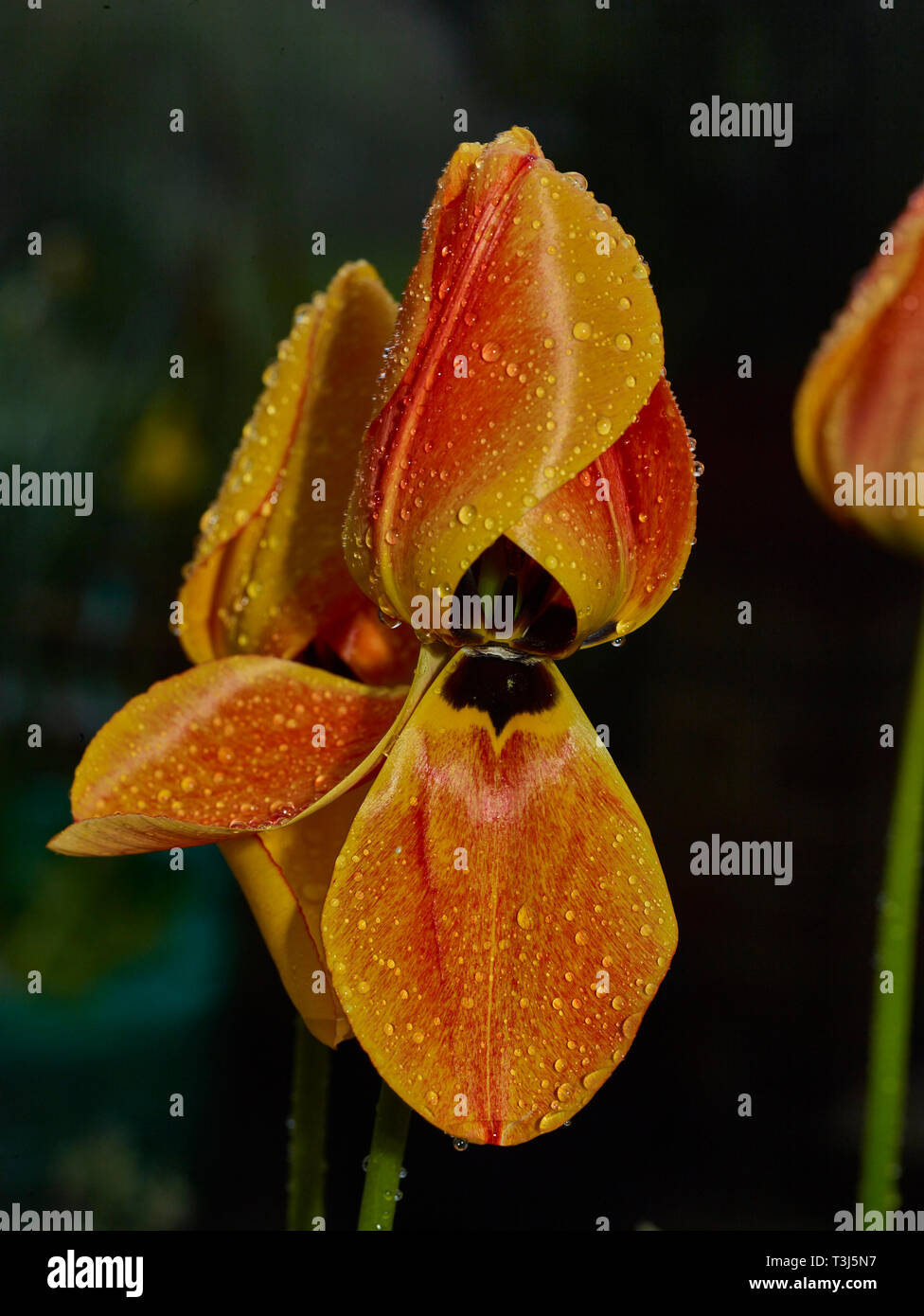 Tulip spring flower nature portrait Stock Photo - Alamy