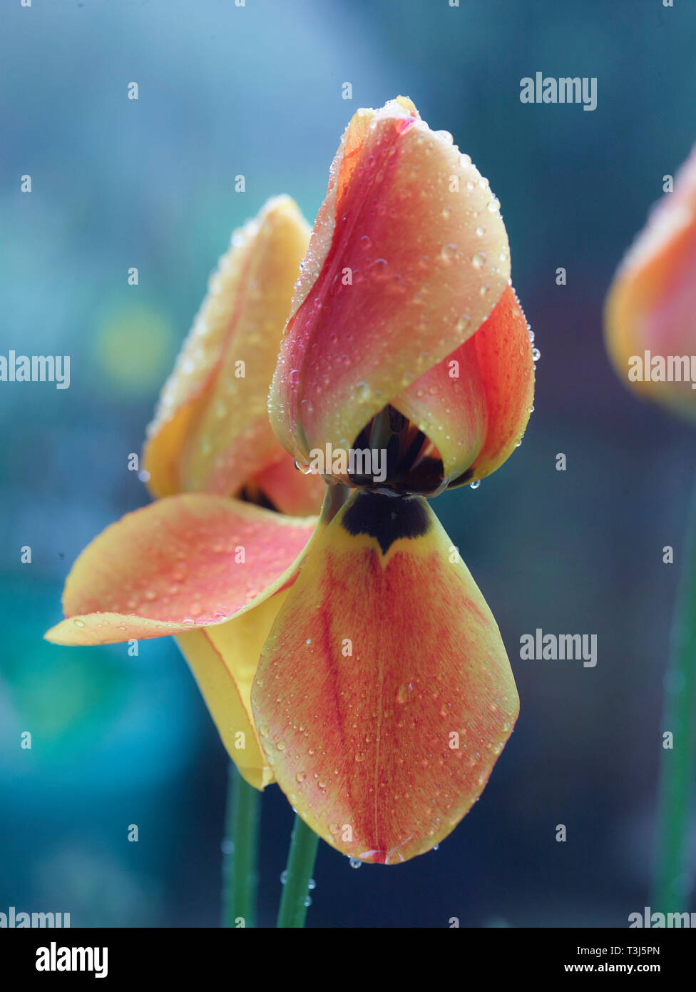 Tulip spring flower nature portrait Stock Photo - Alamy